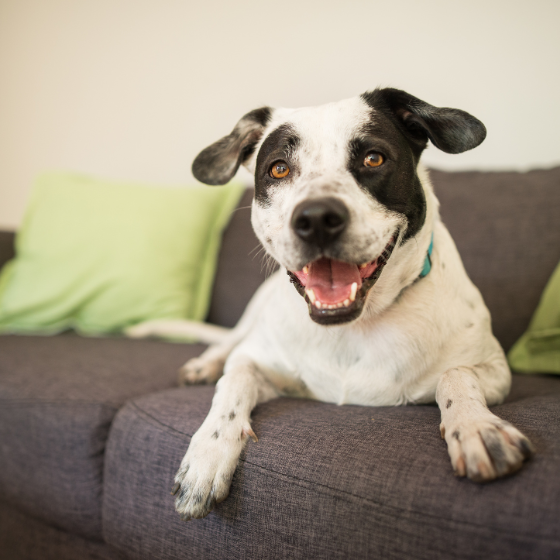 Wags Without Walks – Laura Carter Canines