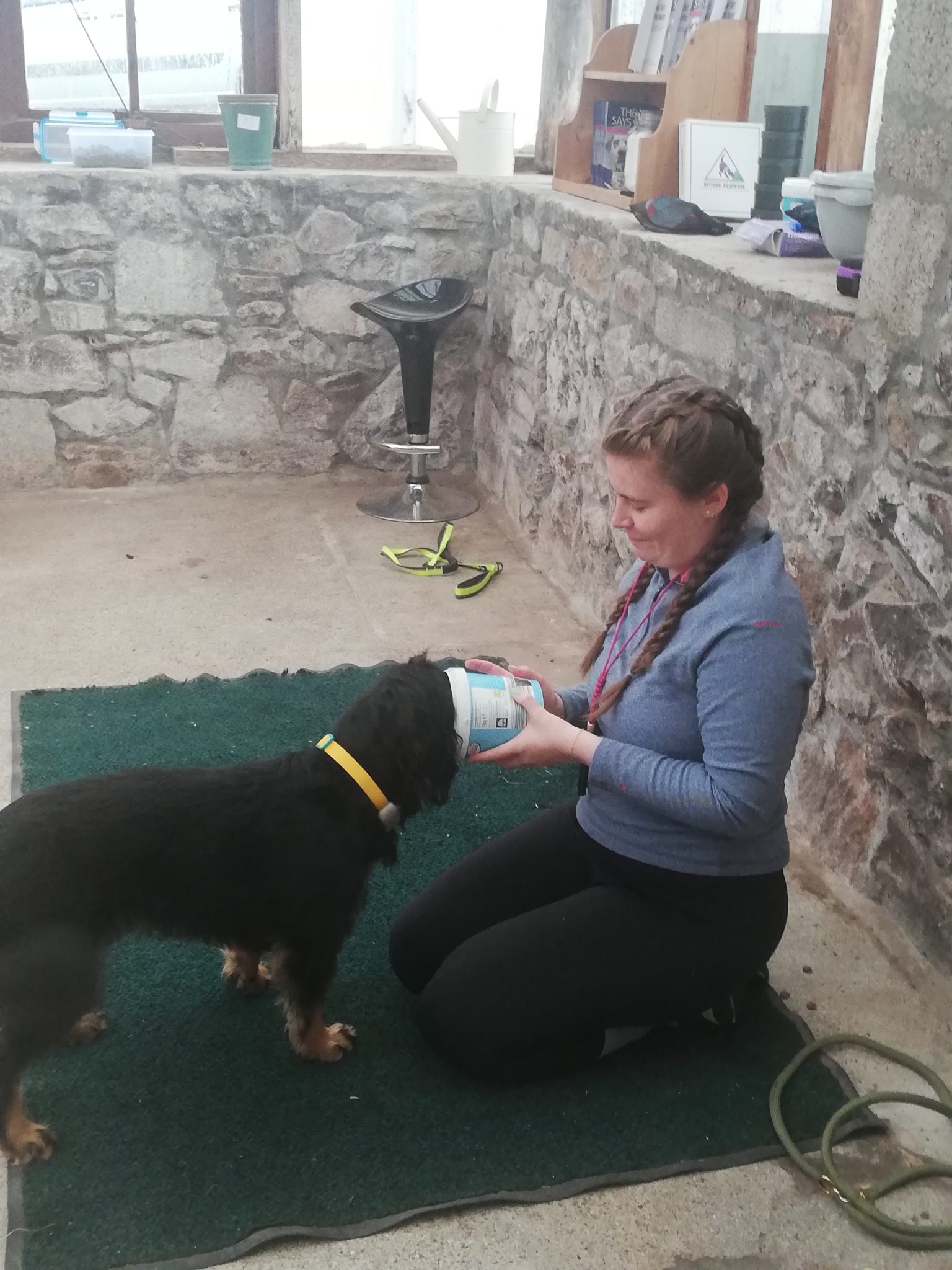 Wags without Walks: At-Home Fun for Every Dog - Laura Carter Canines