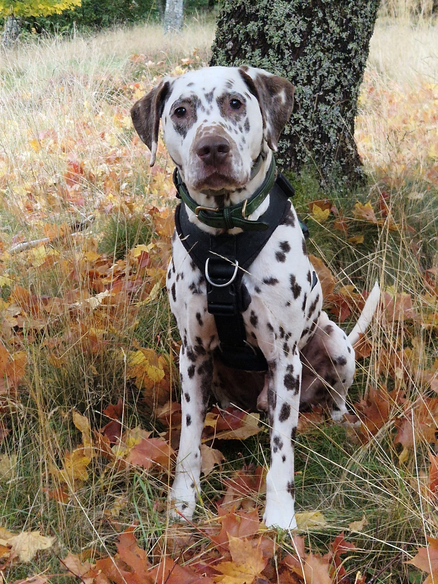 Dog Training - Laura Carter Canines