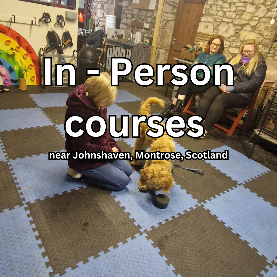 Dog Training - Laura Carter Canines