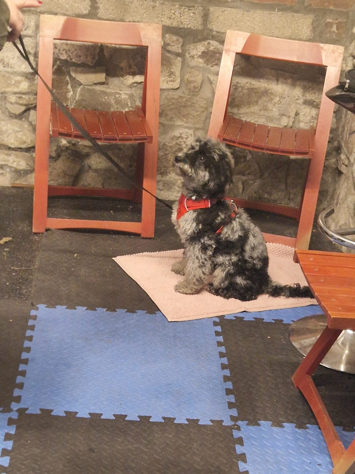 Café Ready Canines - Laura Carter Canines