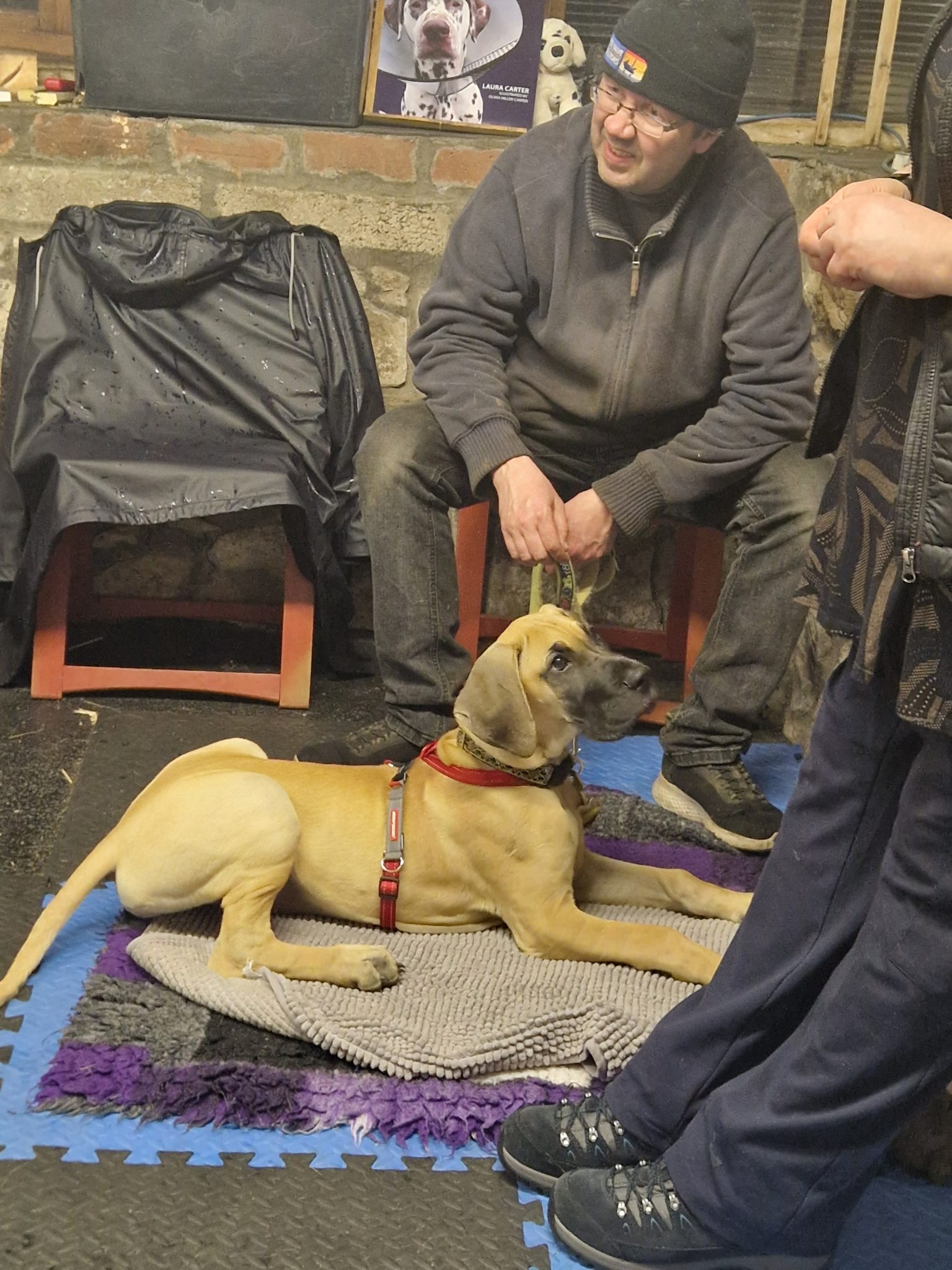 Puppy Training Classes - Laura Carter Canines