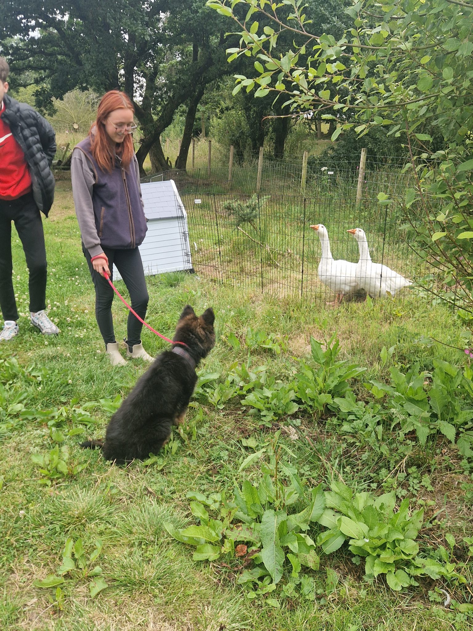 Puppy Training Classes - Laura Carter Canines