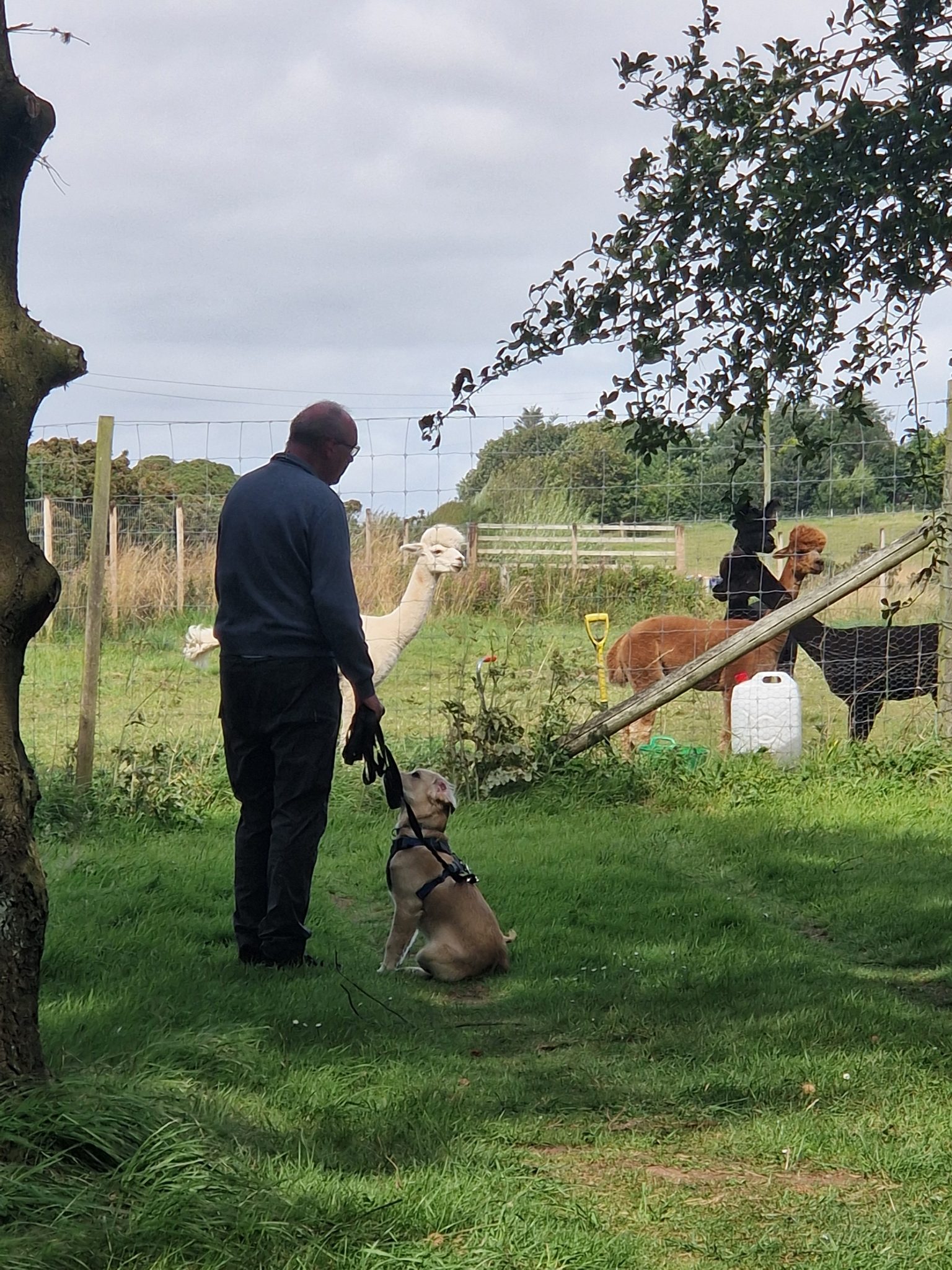 Calm, Practical 1-2-1 Dog Training in Johnshaven, Montrose - Laura ...